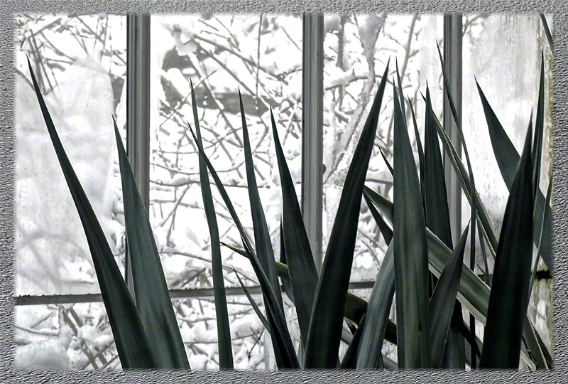 Spiked Window – Studio Michaelino